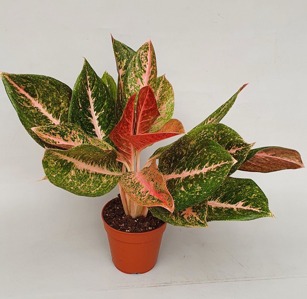 Aglaonema 'Romeo' — Plant Wholesale FlorAccess