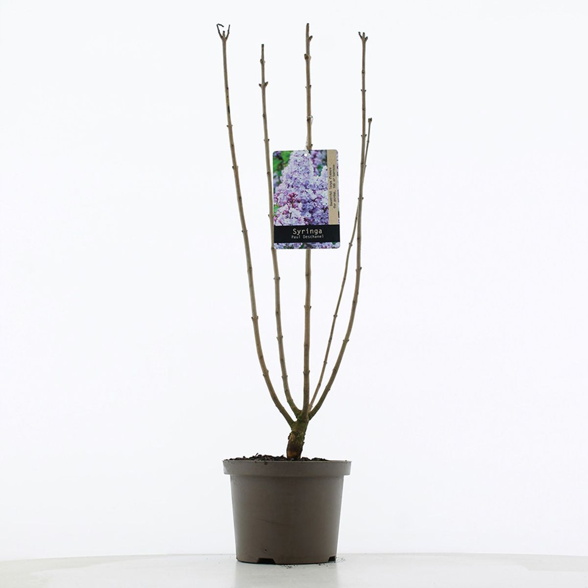 Syringa vulgaris 'Paul Deschanel' — Plant Wholesale FlorAccess