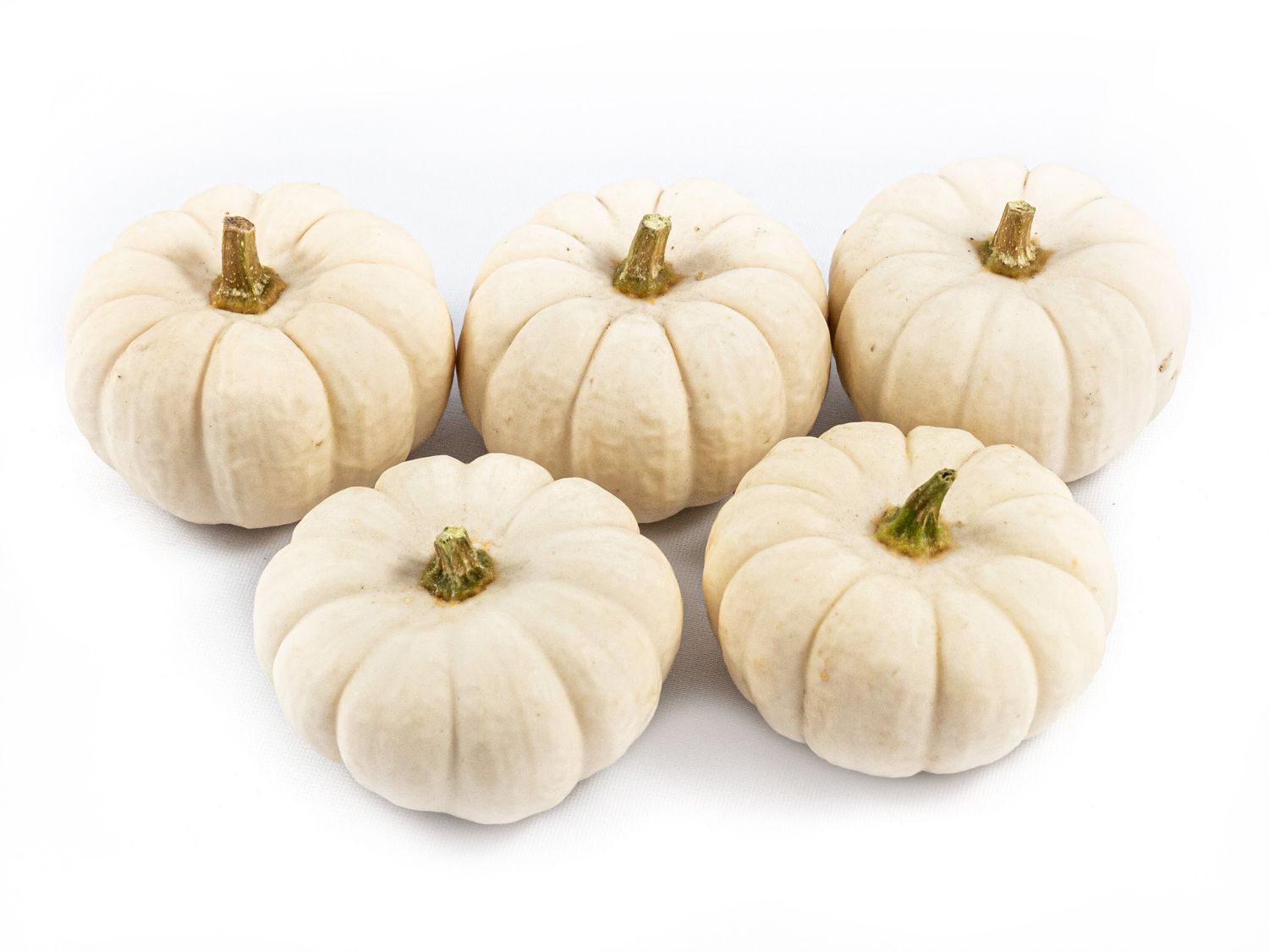 Cucurbita pepo 'Baby Boo' — Plant Wholesale FlorAccess