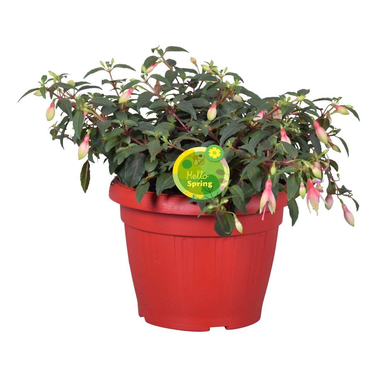 Fuchsia BELLA FUCHSIA NIKITA — Toptan Bitki Satışı FlorAccess