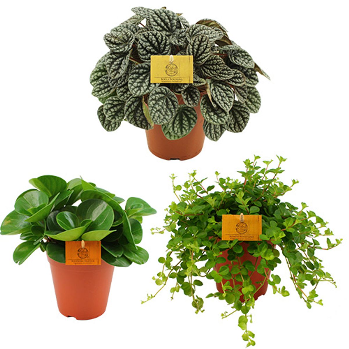 Peperomia MIX — Plant Wholesale FlorAccess