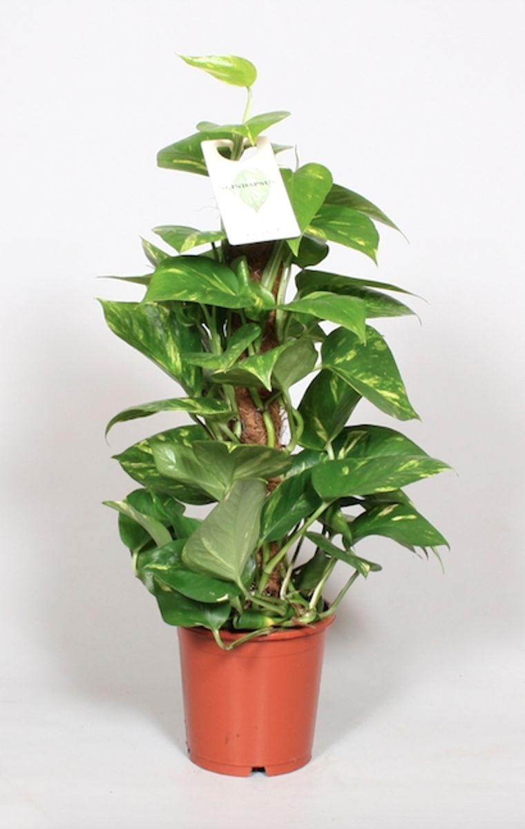 Epipremnum pinnatum — Plant Wholesale FlorAccess