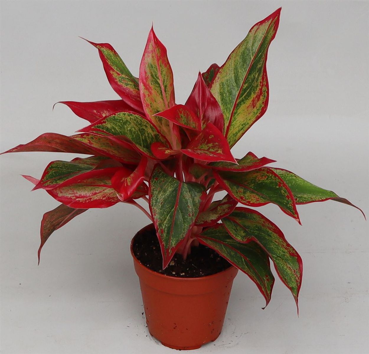 Aglaonema CRETE — Plant Wholesale FlorAccess