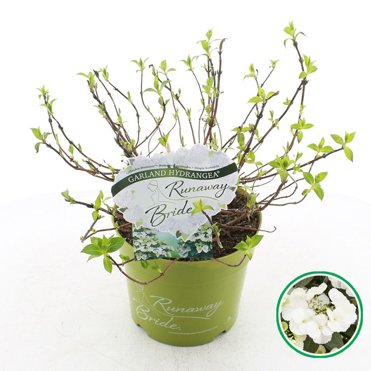 Hydrangea RUNAWAY BRIDE — Plant Wholesale FlorAccess