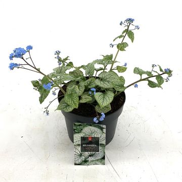 Brunnera macrophylla 'Jack Frost' — Plant Wholesale FlorAccess