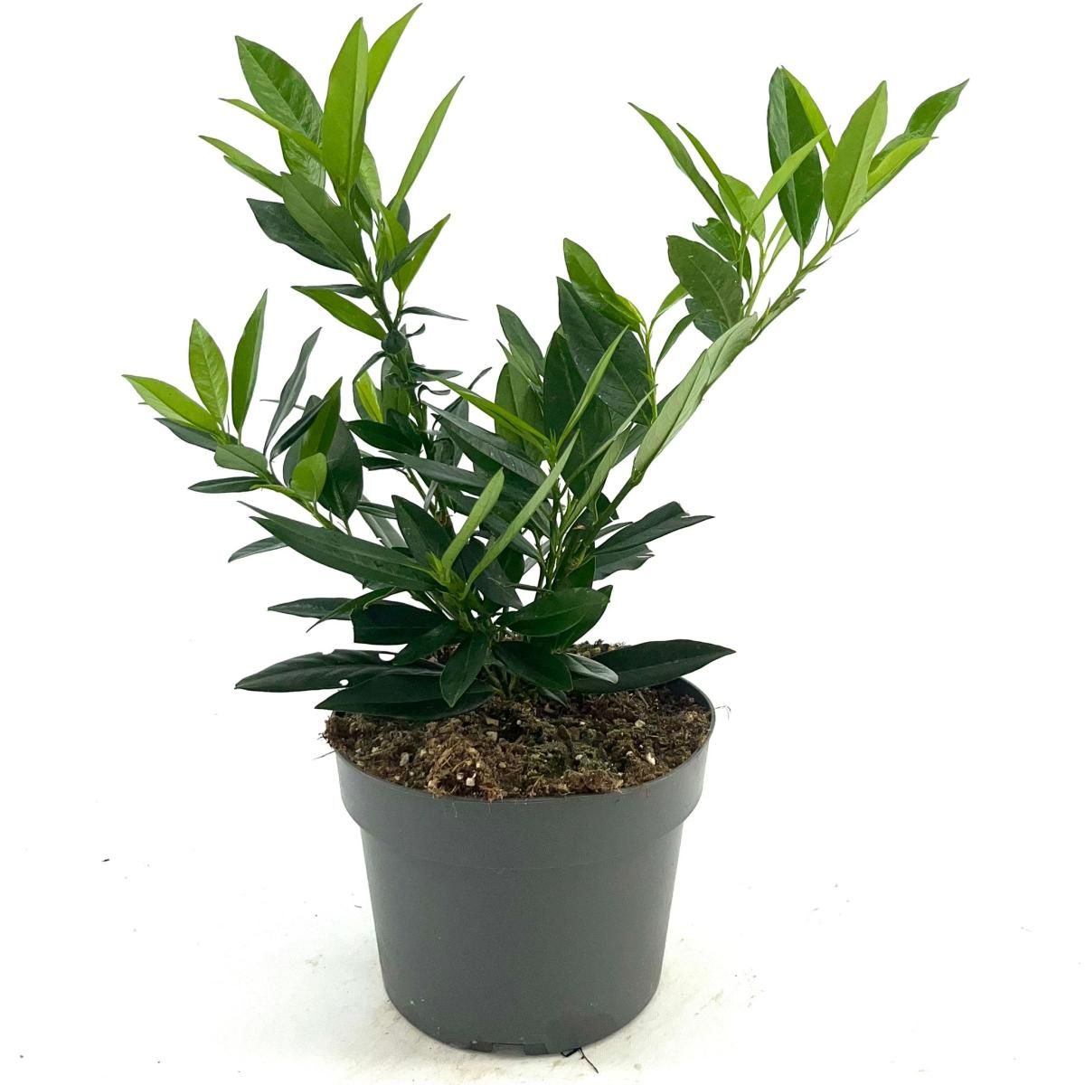 Prunus laurocerasus 'Otto Luyken' — Plant Wholesale FlorAccess