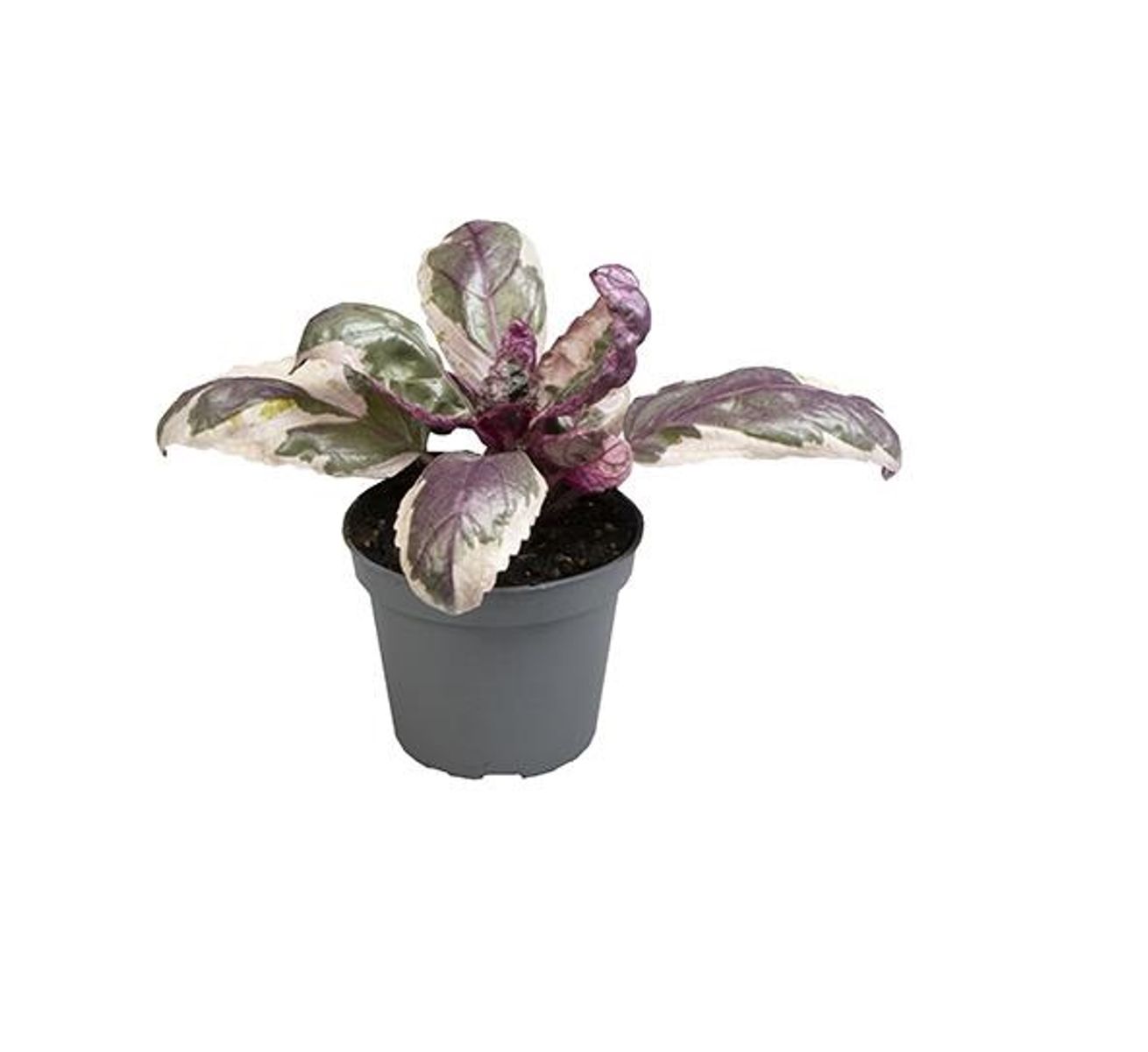 Hemigraphis alternata — Plant Wholesale FlorAccess