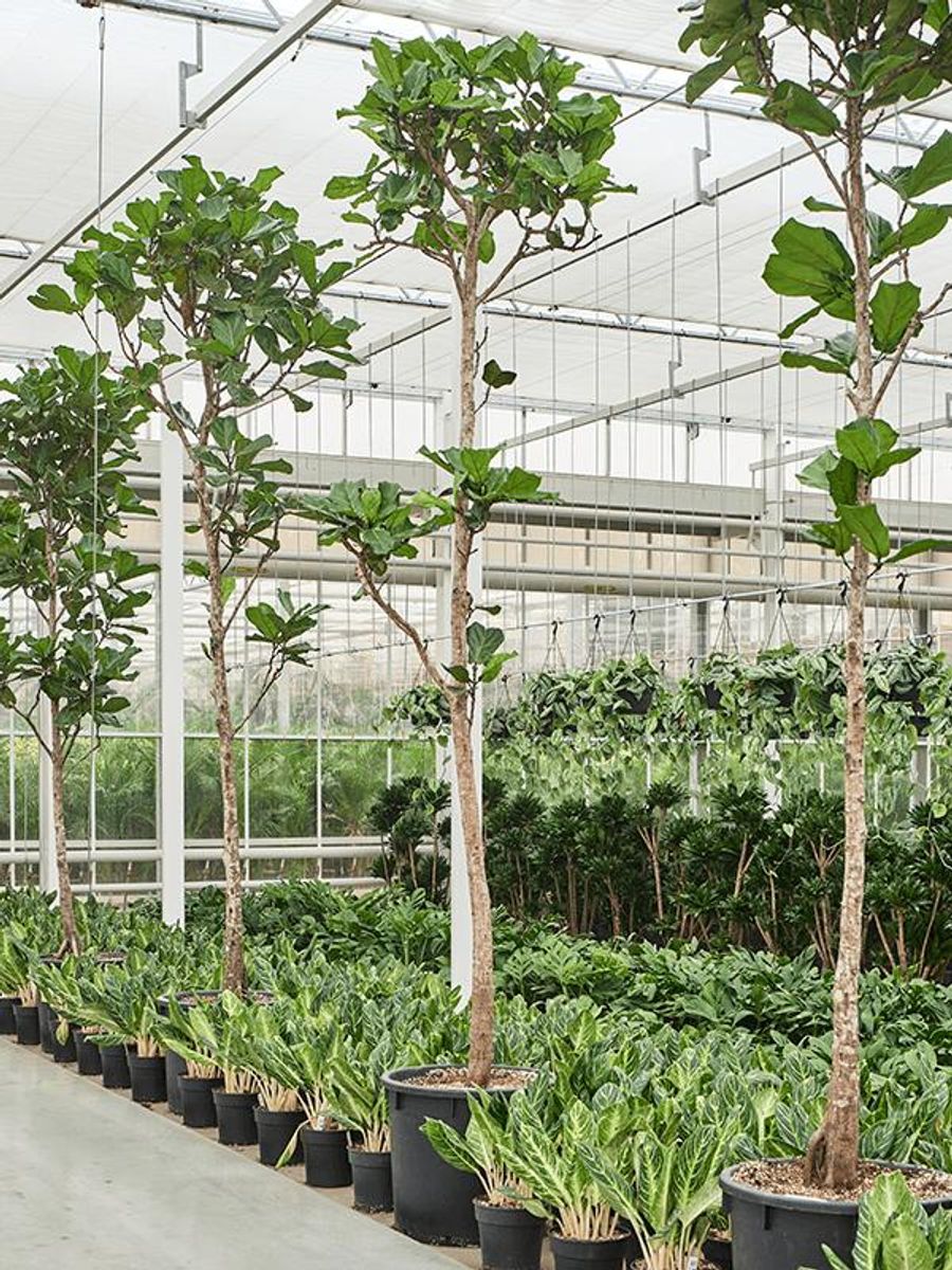 Ficus lyrata — Plant Wholesale FlorAccess
