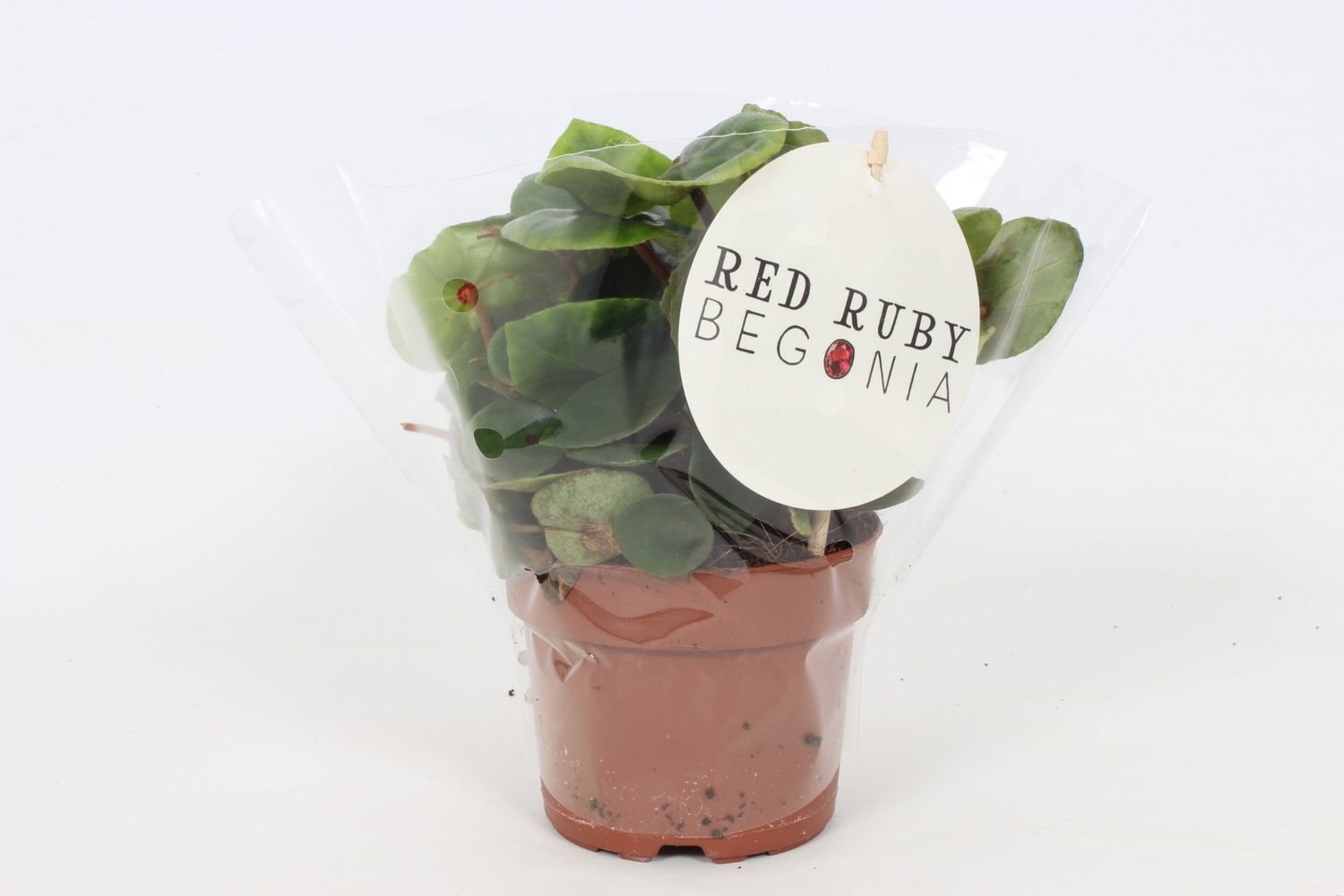 Begonia conchifolia 'Red Ruby' — Plant Wholesale FlorAccess