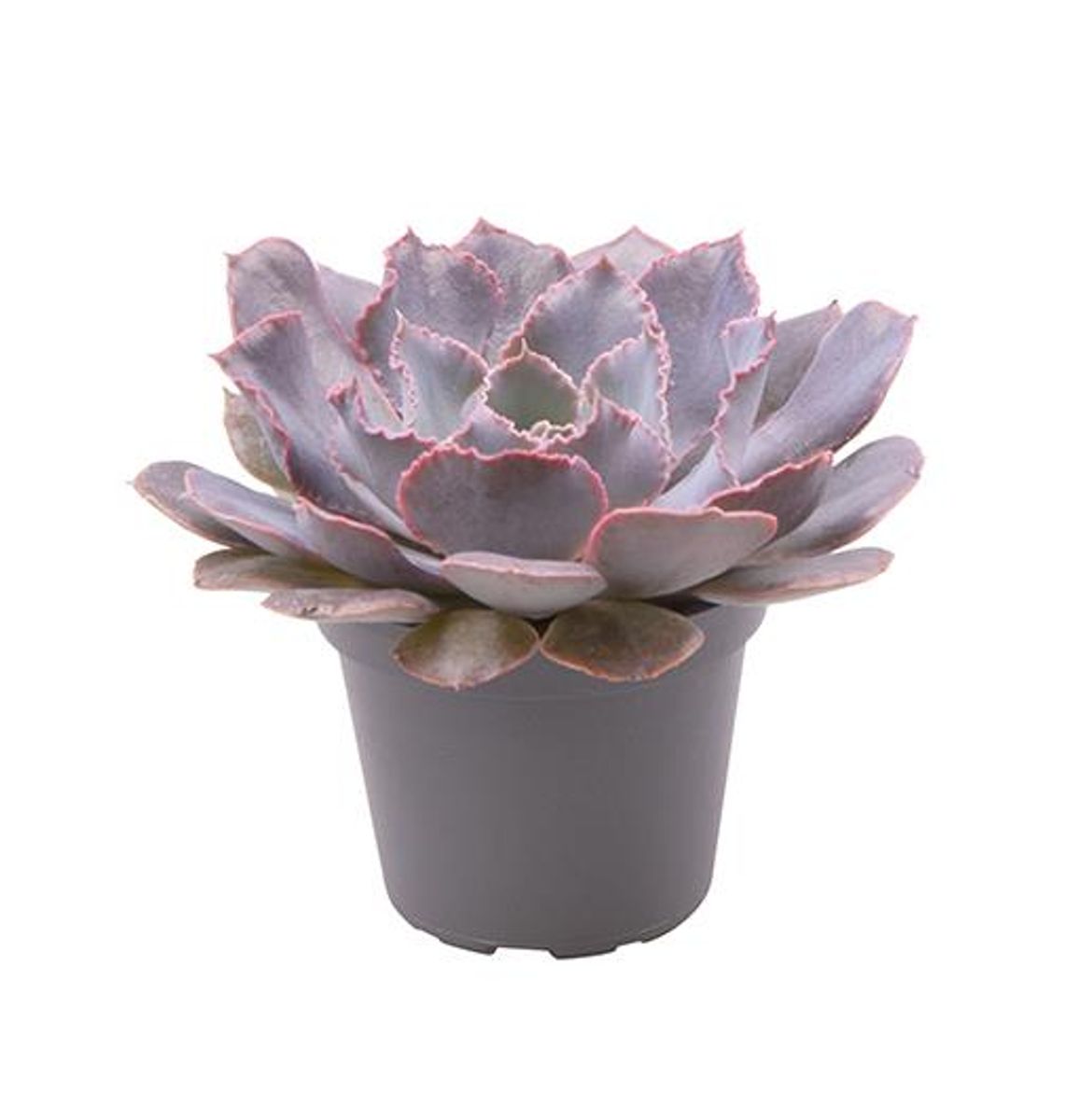 Echeveria shaviana 'Pink Frills' — Plant Wholesale FlorAccess