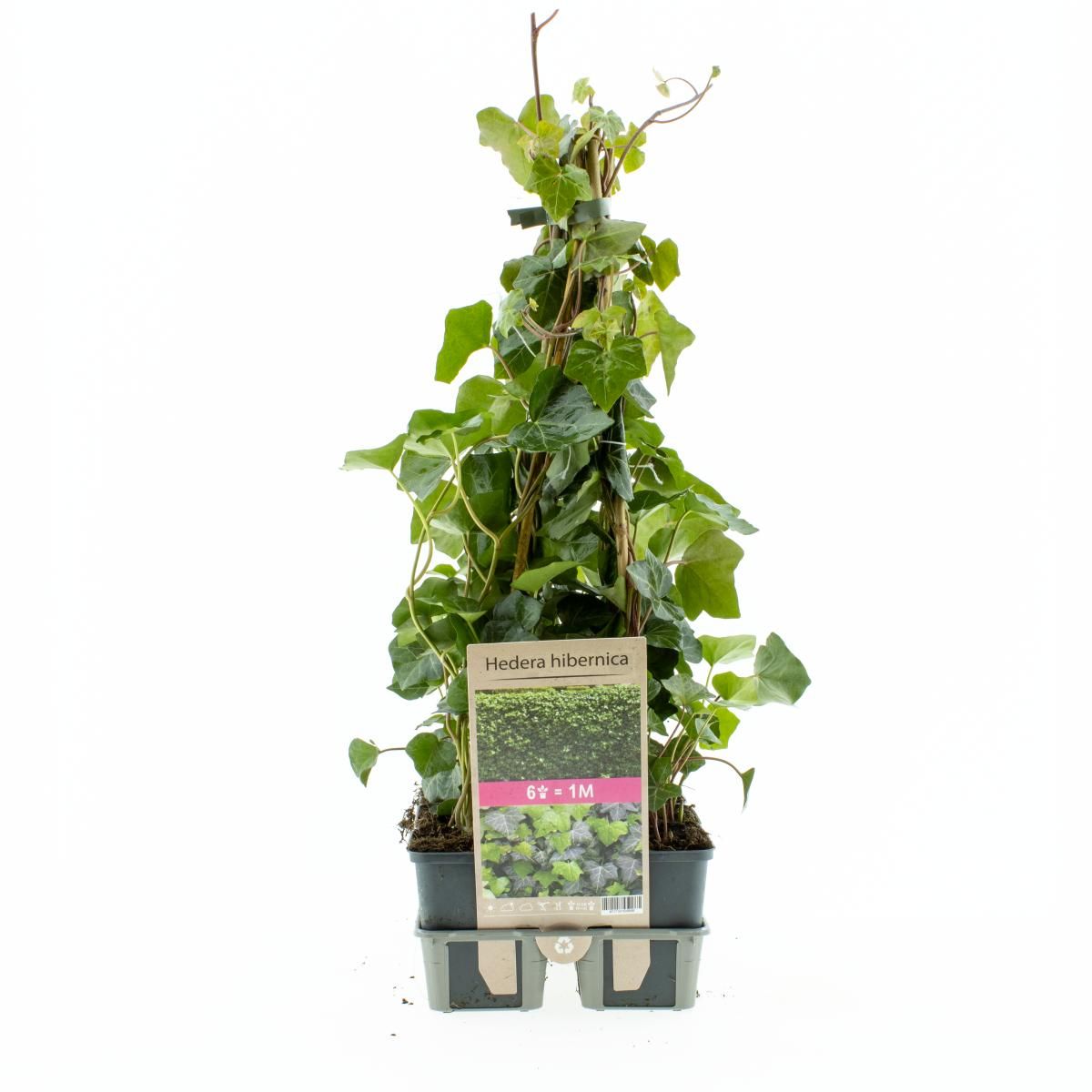 Hedera hibernica — Plant Wholesale FlorAccess