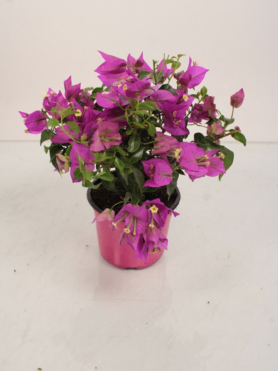 Bougainvillea 'Alexandra' — Plant Wholesale FlorAccess