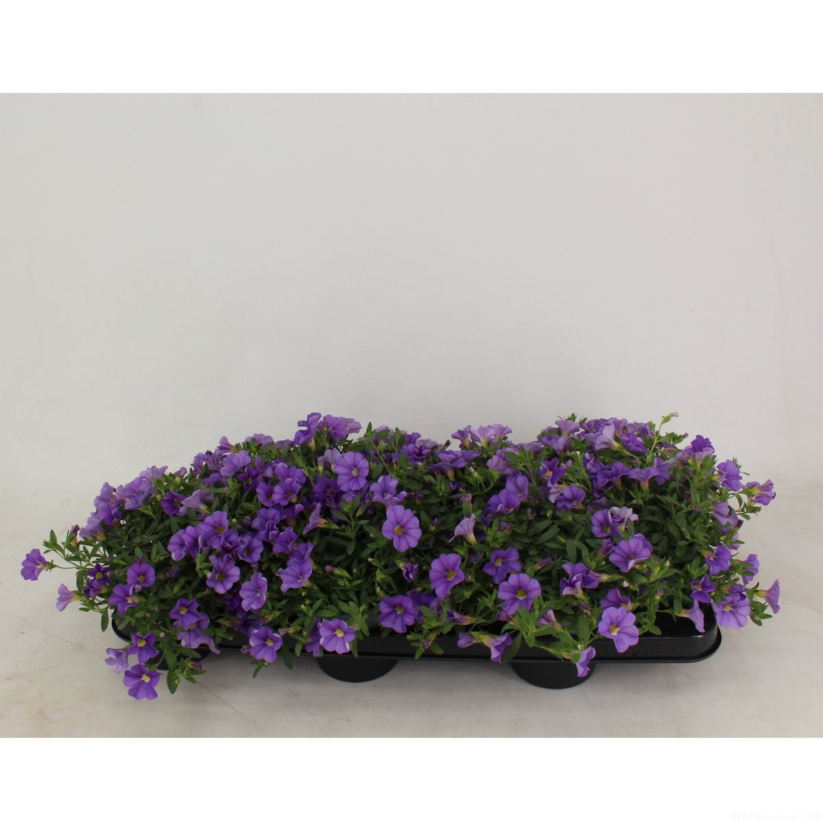 Calibrachoa MINIFAMOUS LIGHT BLUE — Рослини оптом FlorAccess