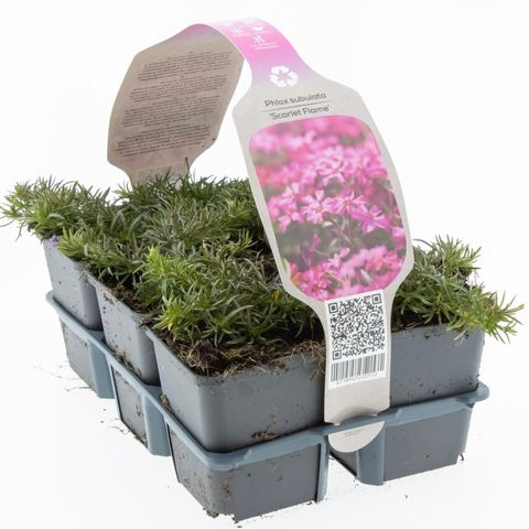 Phlox 'Scarlet Flame' — Plant Wholesale FlorAccess