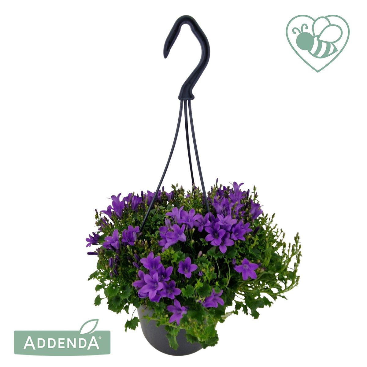 Campanula portenschlagiana AMBELLA INTENS PURPLE — Plant Wholesale ...