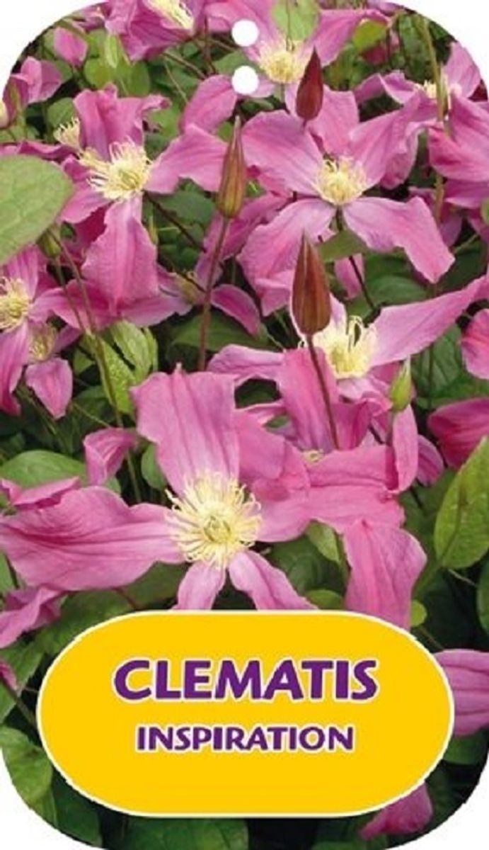 Clematis INSPIRATION (D) — Plant Wholesale FlorAccess