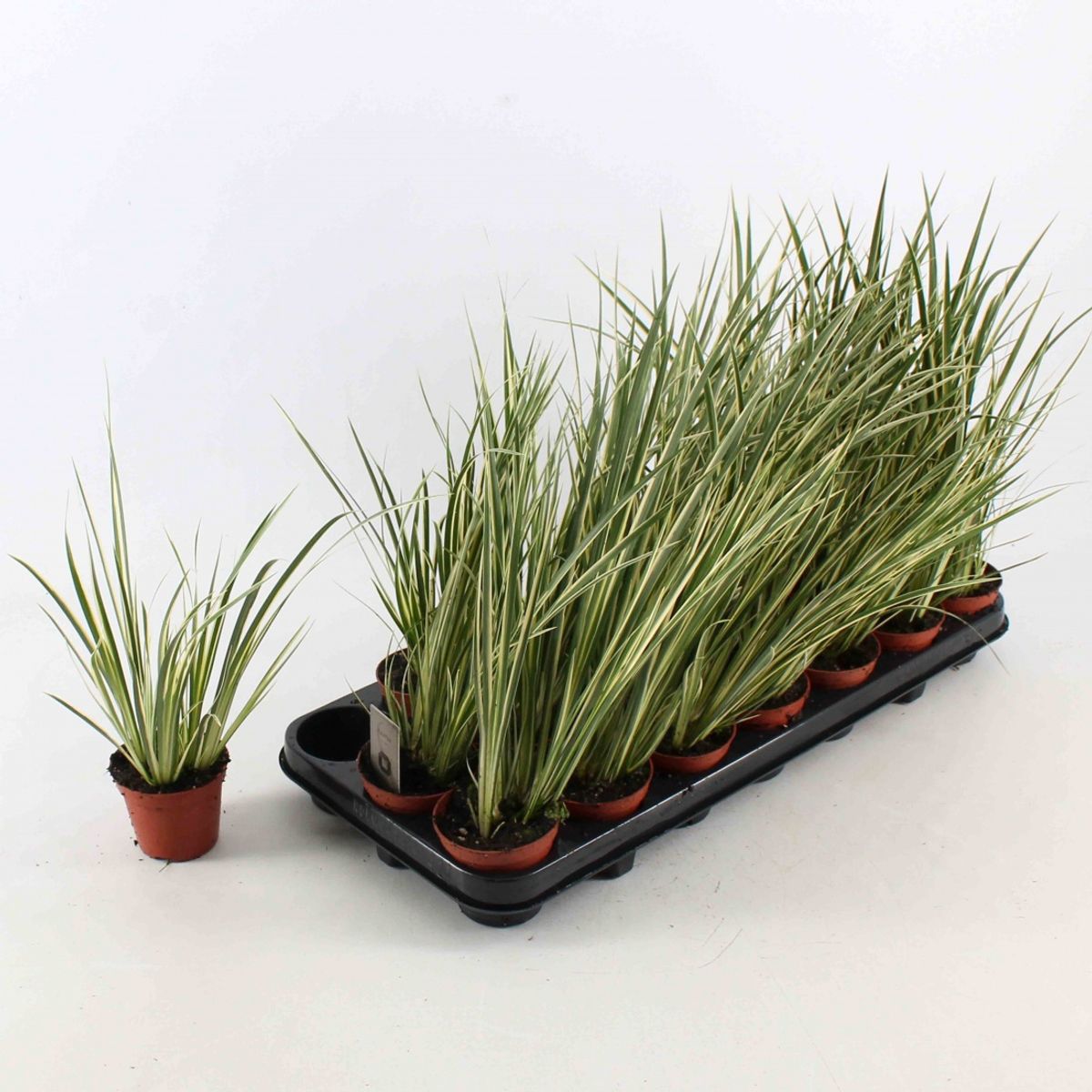 Acorus calamus 'Variegatus' — Plant Wholesale FlorAccess