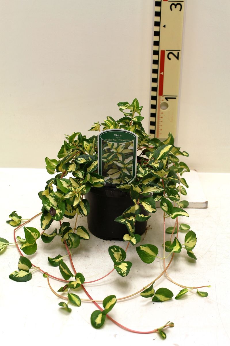 Vinca major WOJO'S JEM — Plant Wholesale FlorAccess