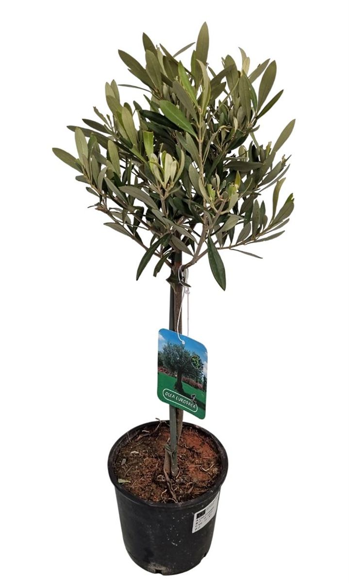 Olea europaea — Plant Wholesale FlorAccess