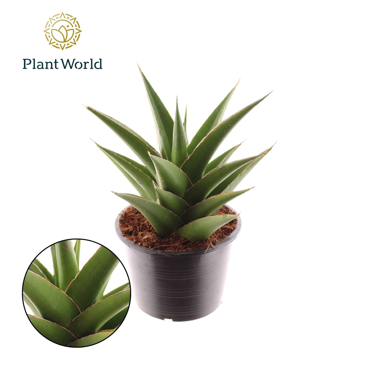 Sansevieria 'Samurai Compacta' — Plant Wholesale FlorAccess