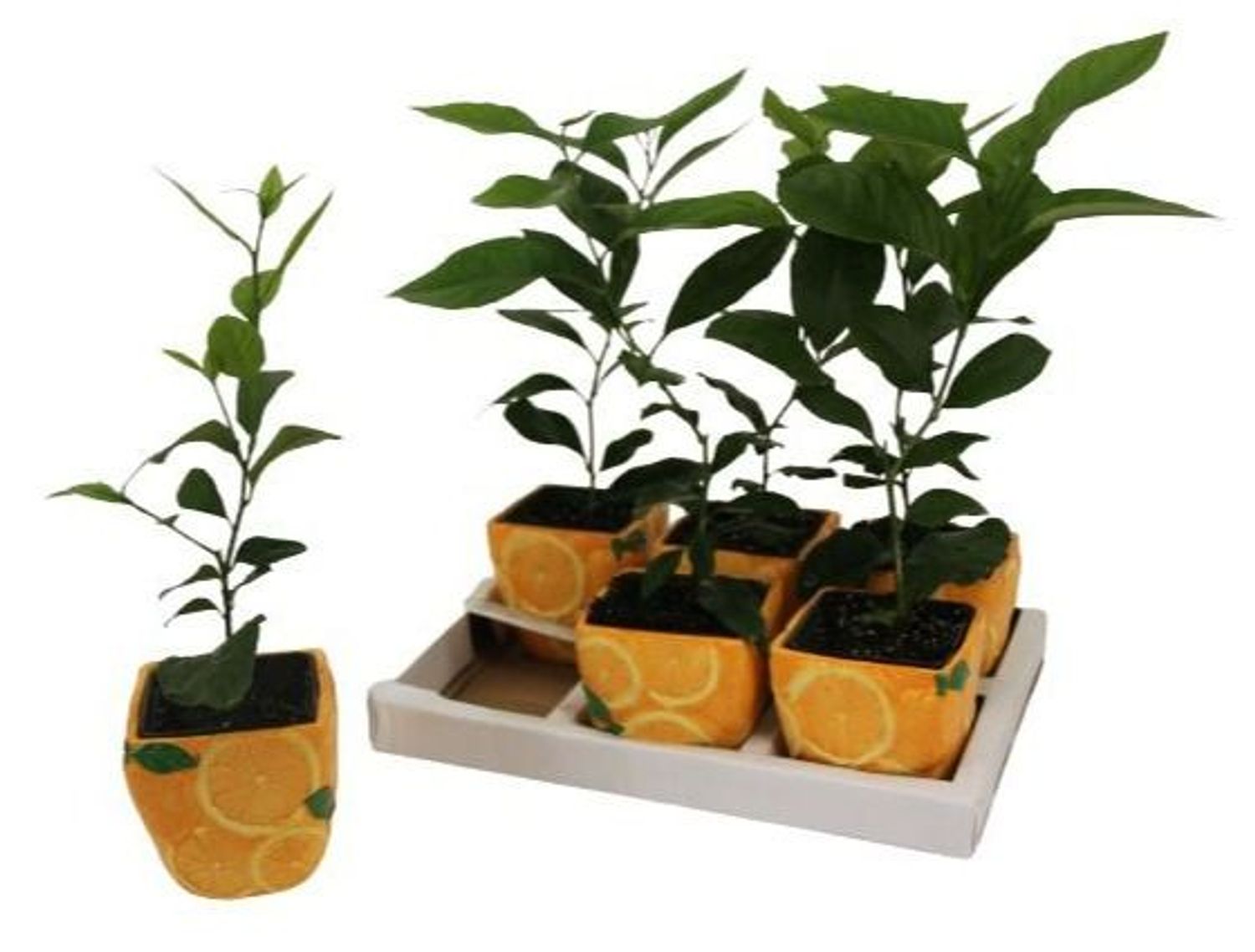 Citrus x microcarpa — Plant Wholesale FlorAccess