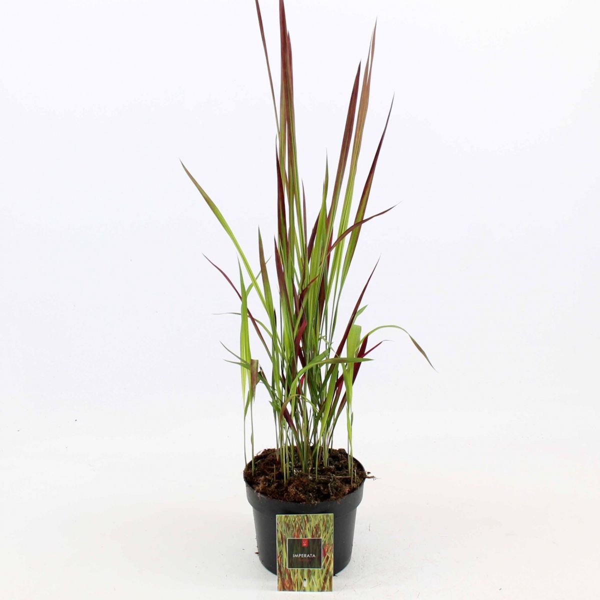 Imperata cylindrica 'Red Baron' — Plant Wholesale FlorAccess