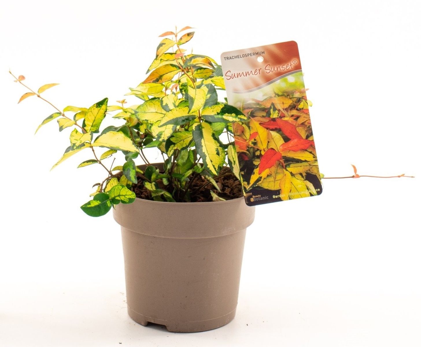 Trachelospermum asiaticum SUMMER SUNSET — Plant Wholesale FlorAccess