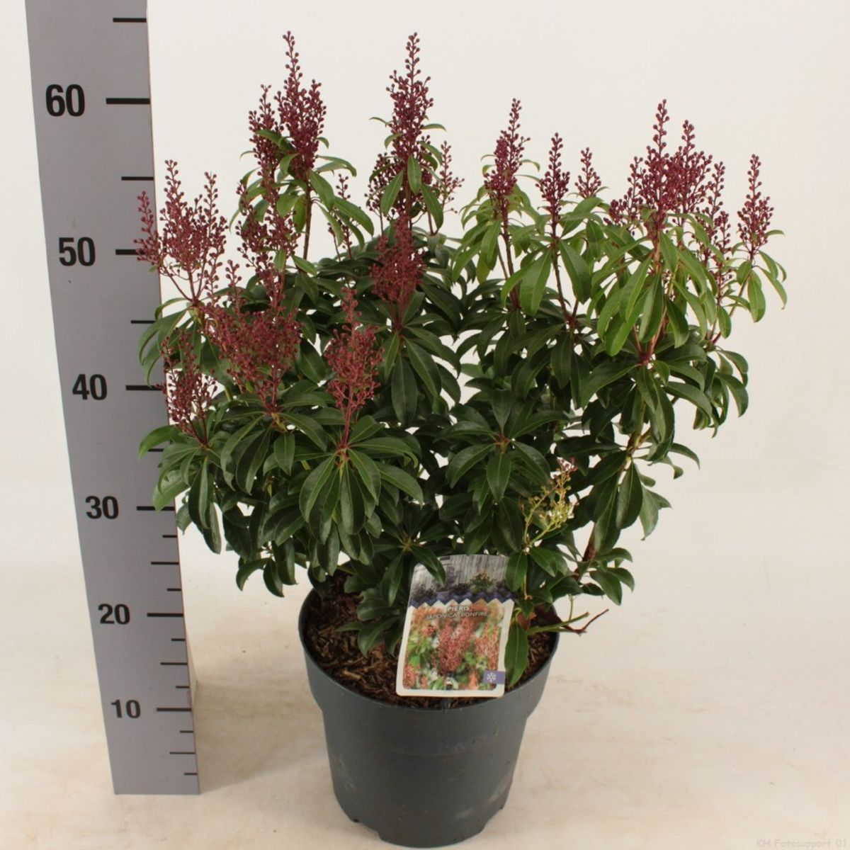 Pieris japonica 'Bonfire' — Plant Wholesale FlorAccess