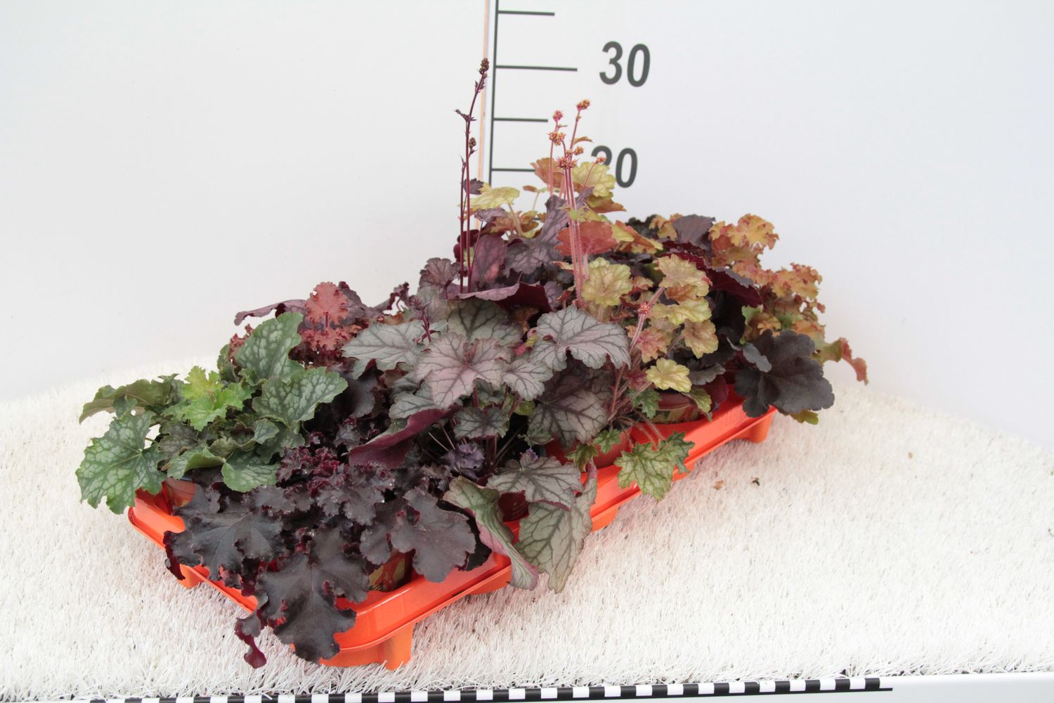 Heuchera MIX — Plant Wholesale FlorAccess