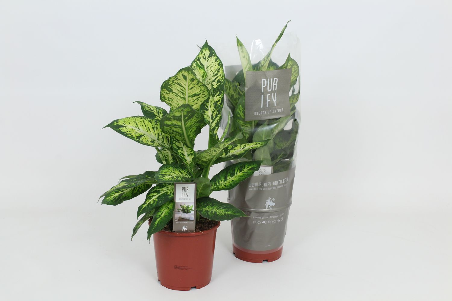 Dieffenbachia 'Sublime' — Plant Wholesale FlorAccess