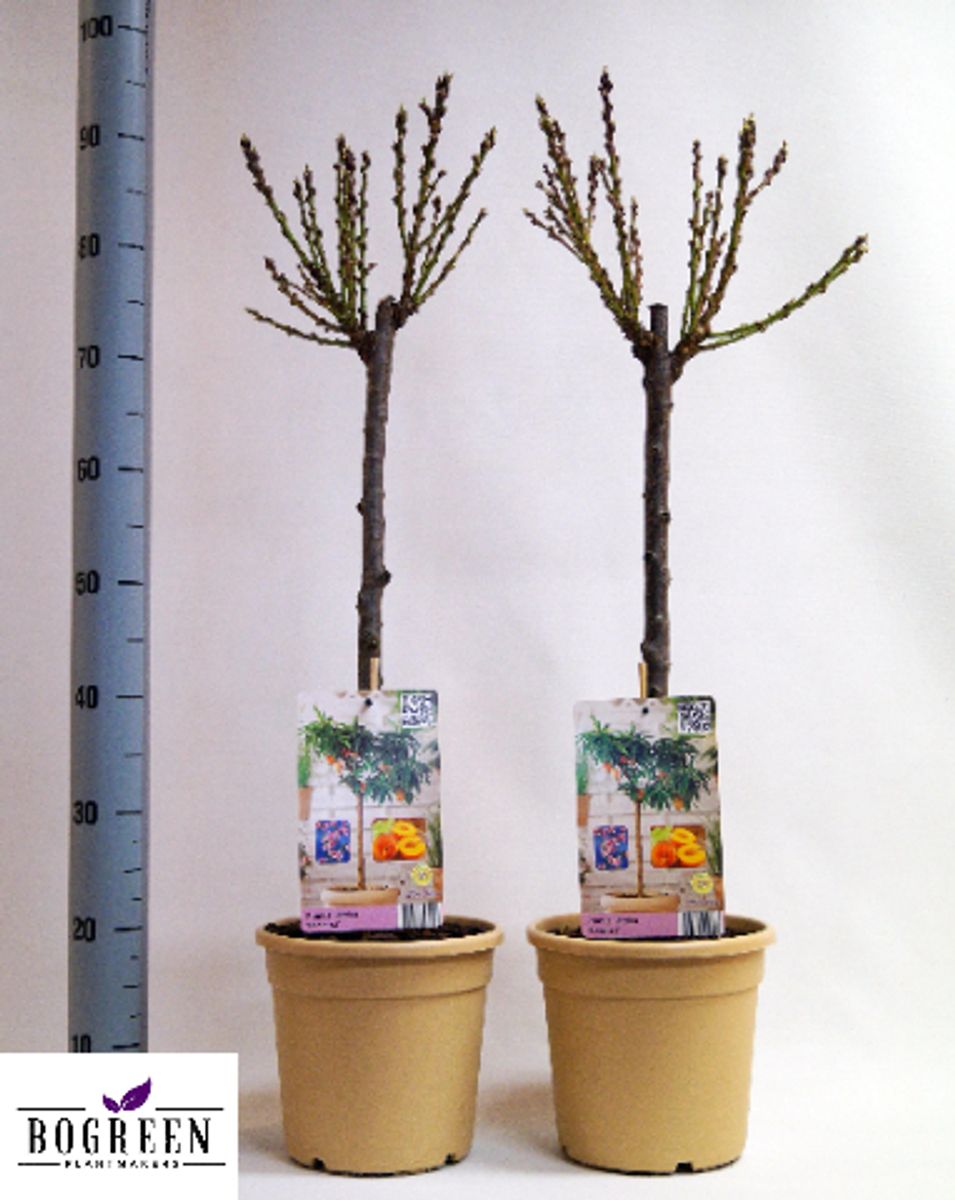Prunus persica 'Bonanza' — Plant Wholesale FlorAccess