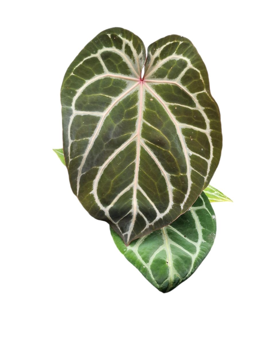 Anthurium DocBlock crystallinum '8' x Michelle '11' — Plant Wholesale ...