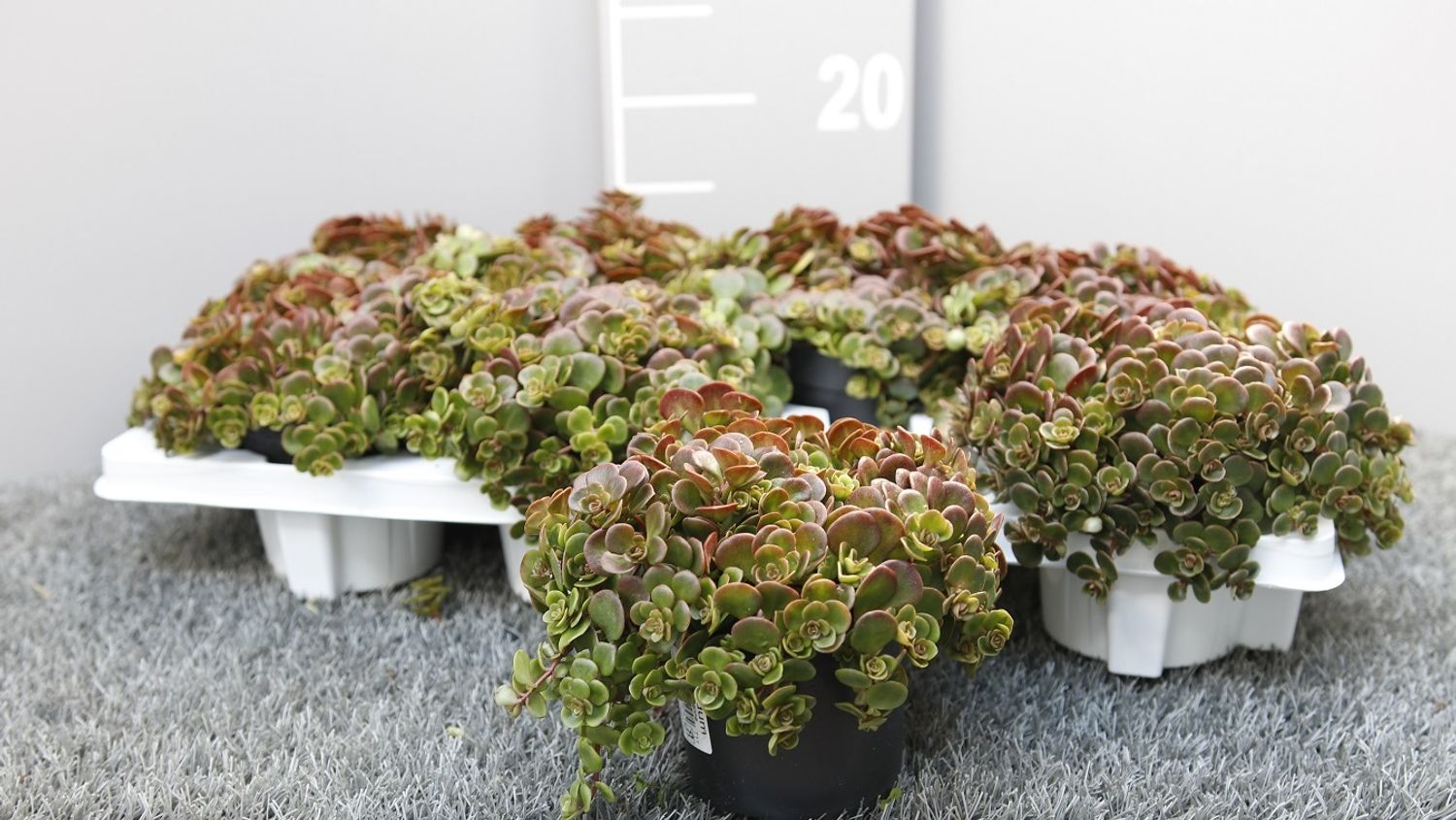 Sedum tetractinum 'Coral Reef' — Plant Wholesale FlorAccess