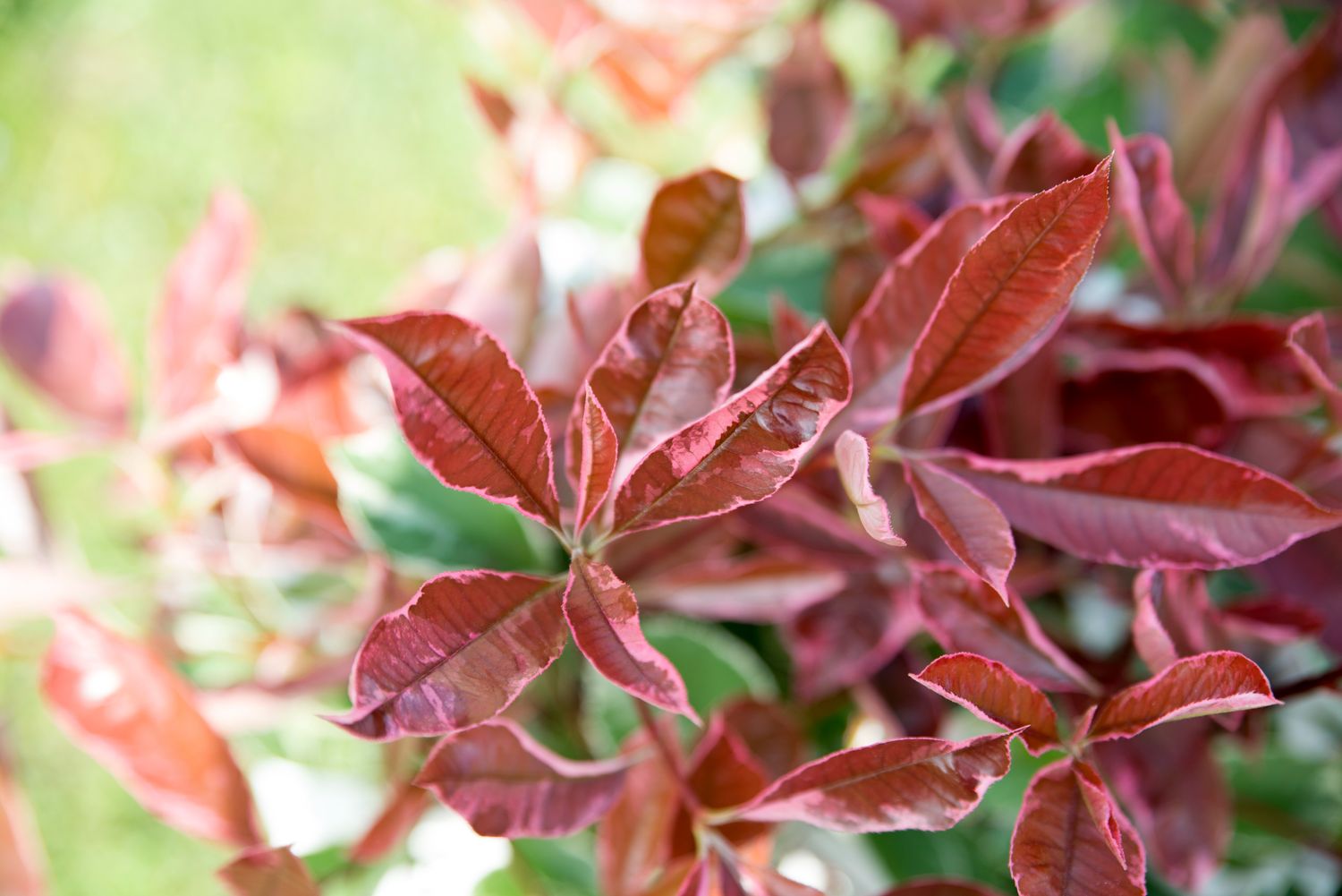 Photinia x fraseri PINK MARBLE — Plant Wholesale FlorAccess