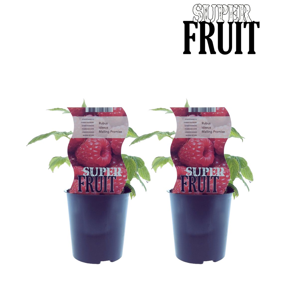 Rubus idaeus 'Malling Promise' — Plant Wholesale FlorAccess