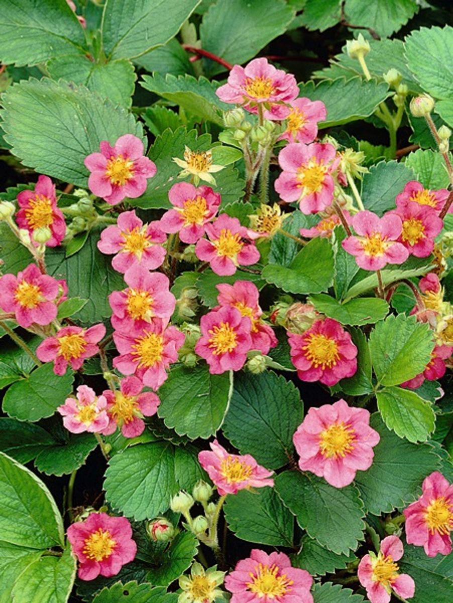 Fragaria 'Frel' — Plant Wholesale FlorAccess