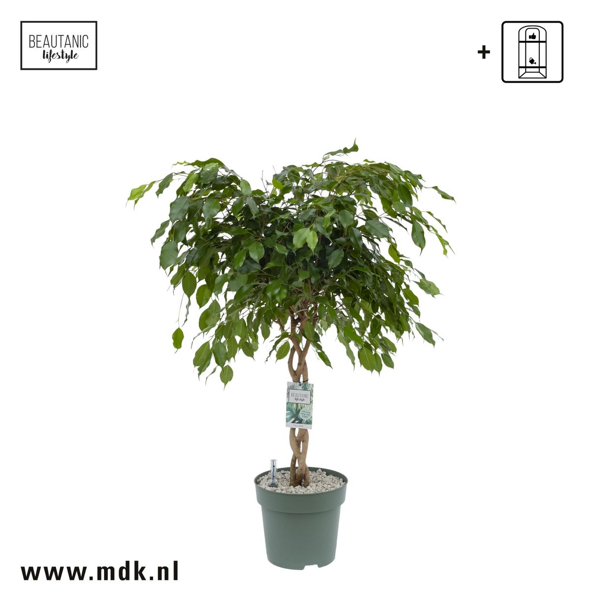 Ficus benjamina 'Exotica' — Plant Wholesale FlorAccess