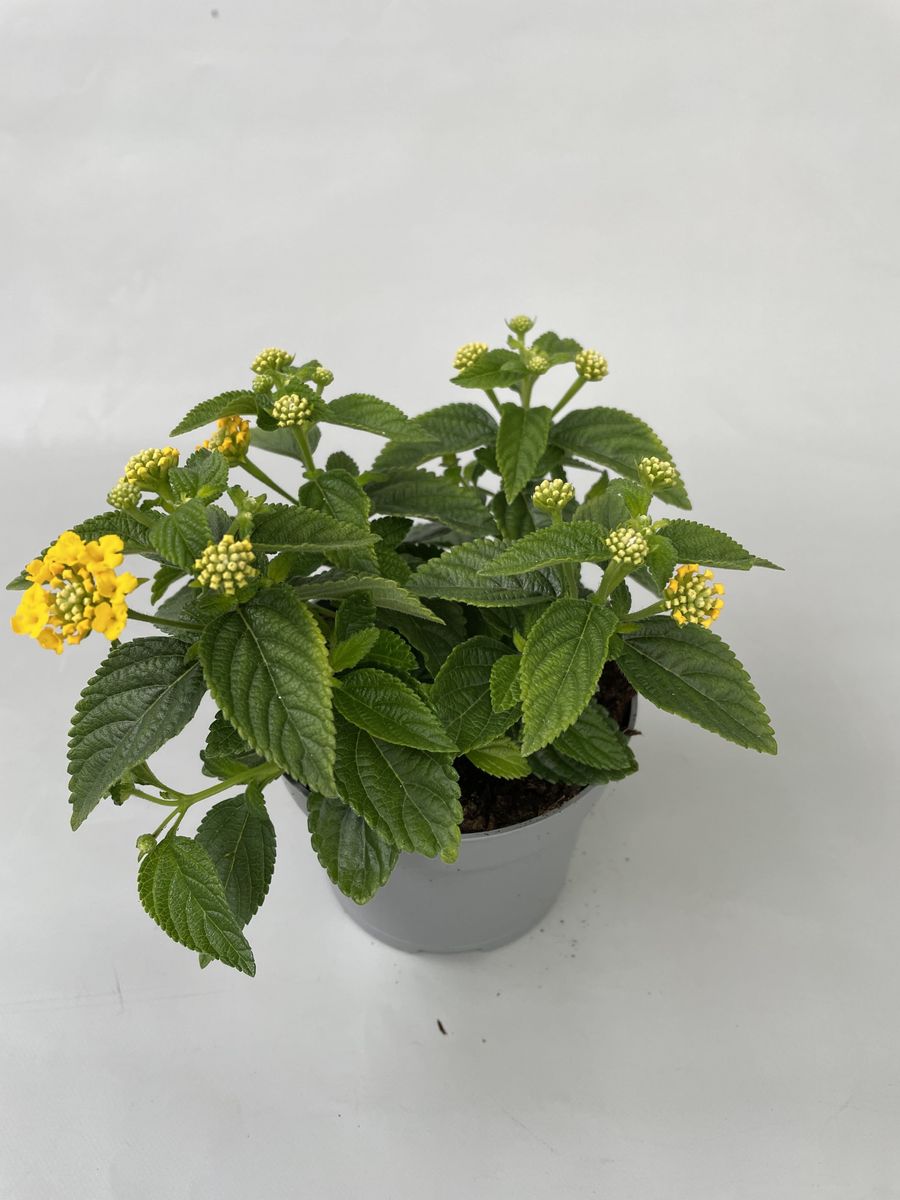 Lantana camara GGG SUMMERLOVERS SIMON LEMON — Plant Wholesale FlorAccess
