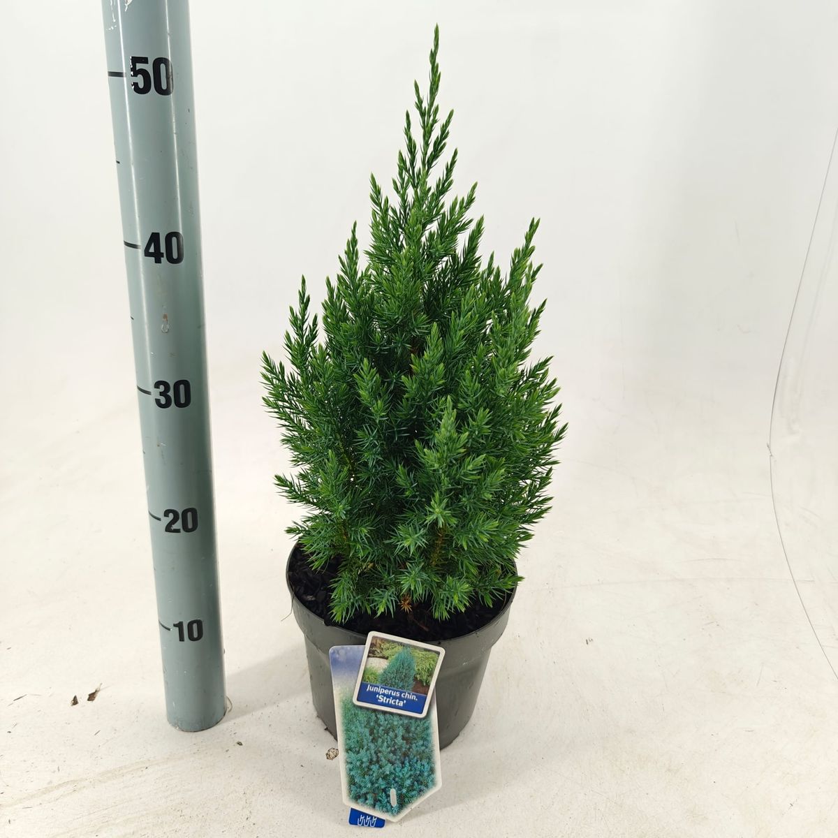 Juniperus chinensis 'Stricta' — Plant Wholesale FlorAccess