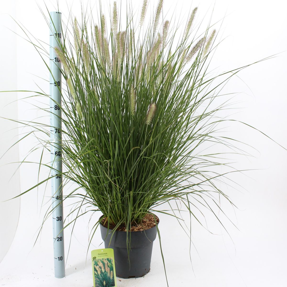 Pennisetum alopecuroides — Mayorista de plantas FlorAccess