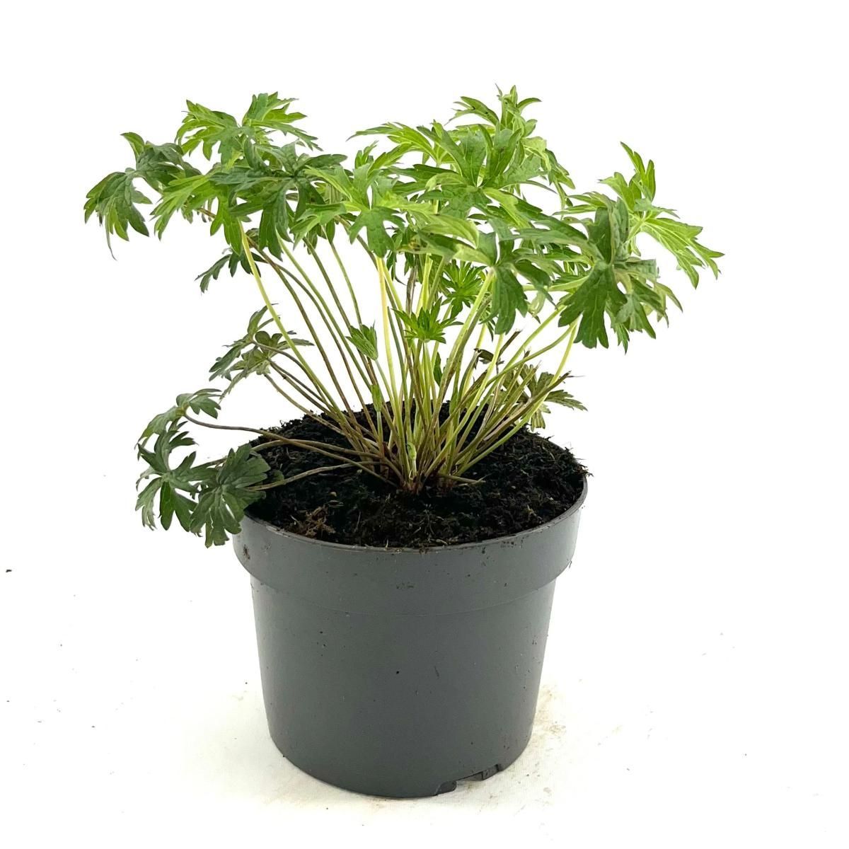 Geranium 'Brookside' — Plant Wholesale FlorAccess