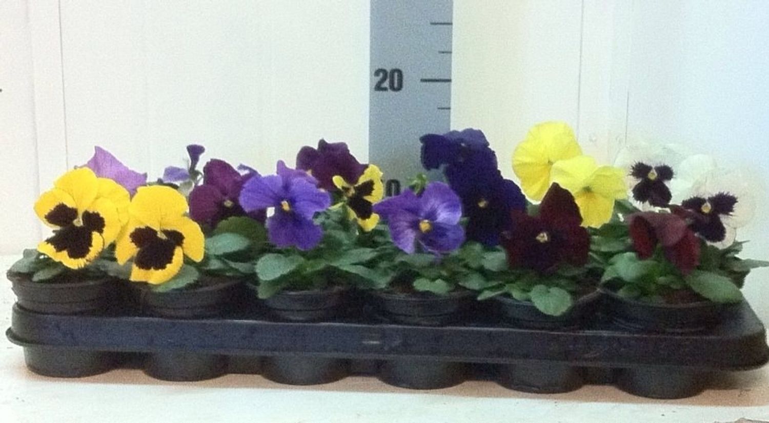 Viola MIX — Plant Wholesale FlorAccess