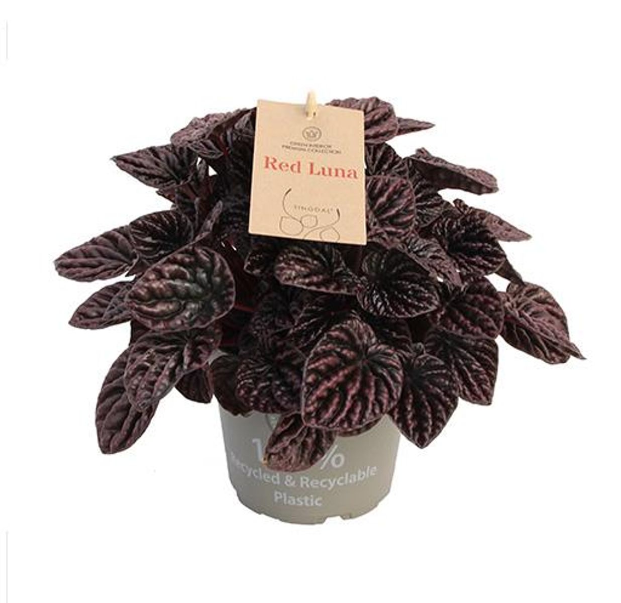 Peperomia caperata 'Red Luna' — Plant Wholesale FlorAccess