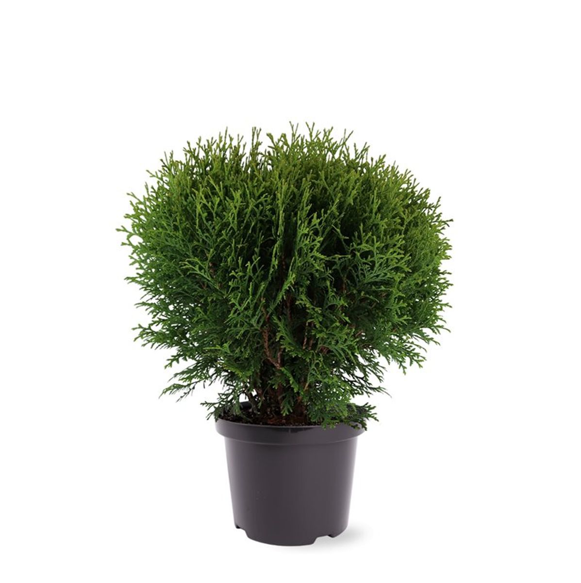 Thuja occidentalis 'Tiny Tim' — Plant Wholesale FlorAccess