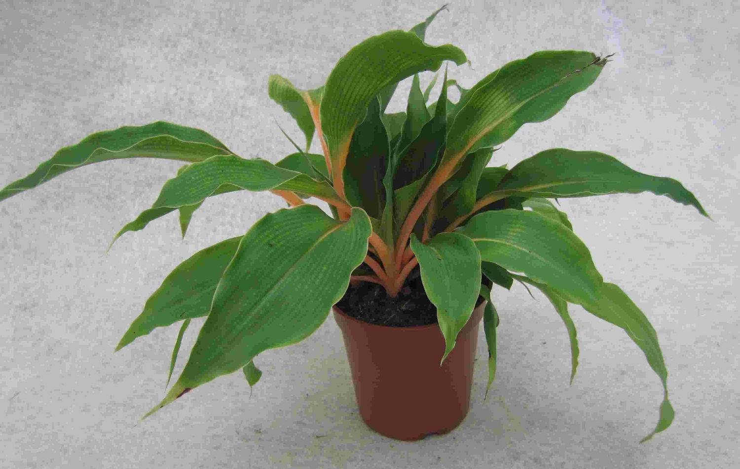 Chlorophytum orchidastrum 'Princess Mabel' — Plant Wholesale FlorAccess