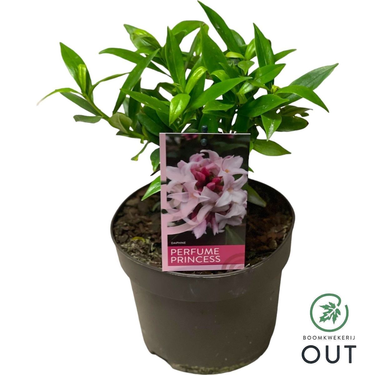 Daphne PERFUME PRINCESS — Plant Wholesale FlorAccess