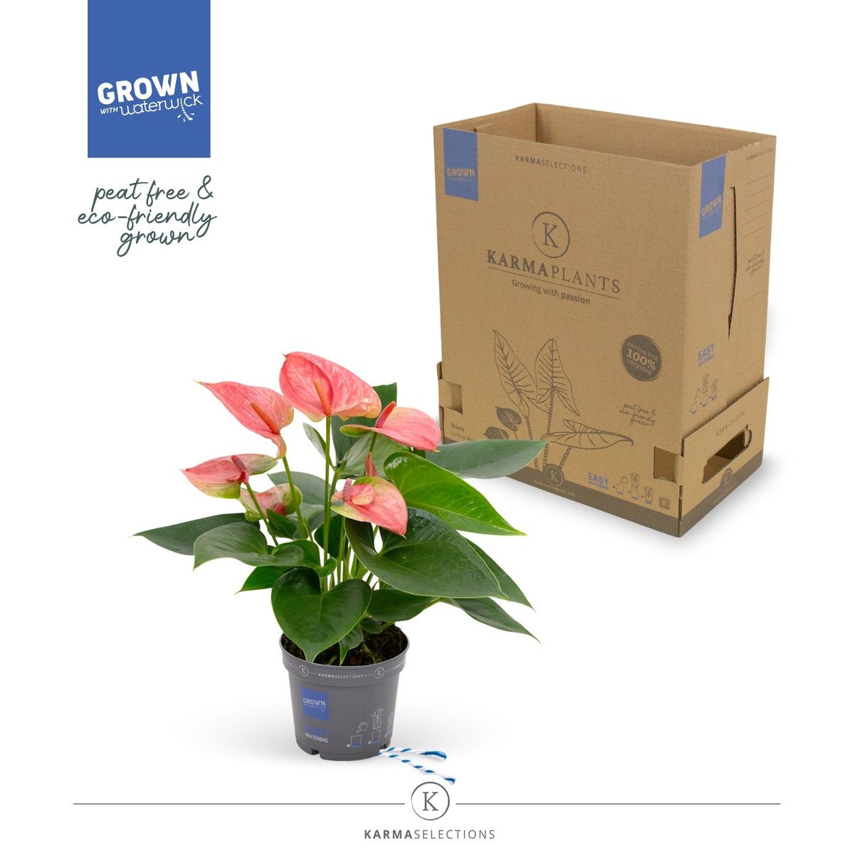 Anthurium KARMA PINK — Plant Wholesale FlorAccess