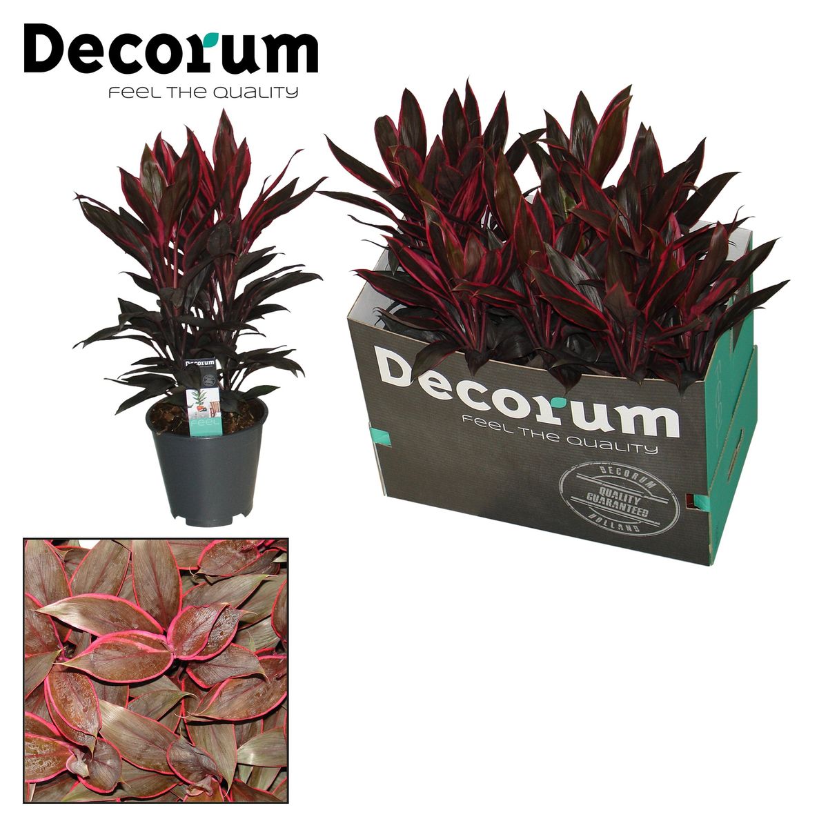 Cordyline fruticosa 'Tango' — Plant Wholesale FlorAccess