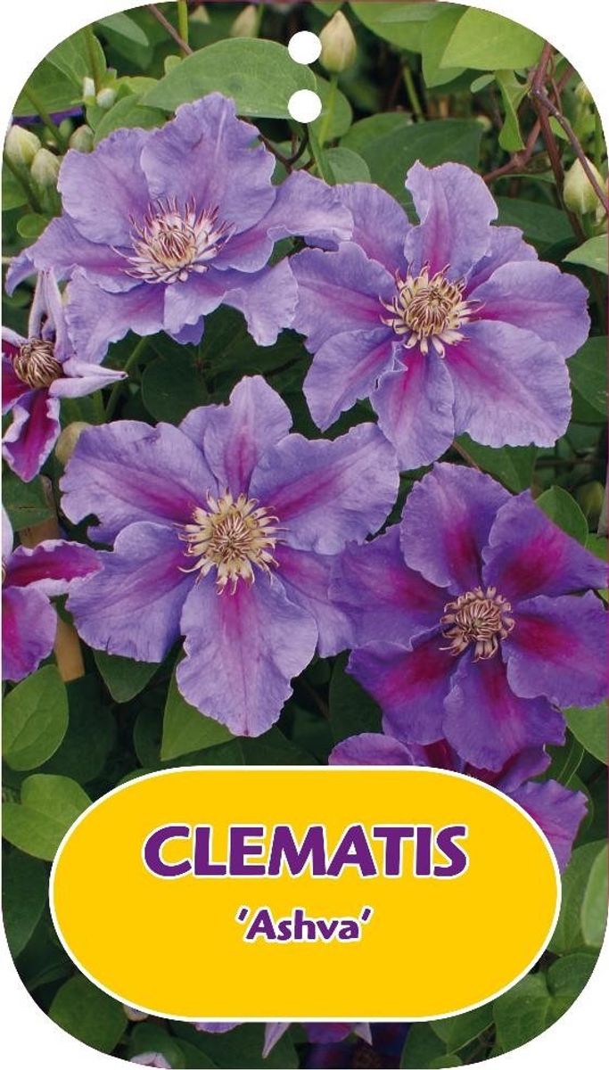 Clematis 'Ashva' (P) — Plant Wholesale FlorAccess