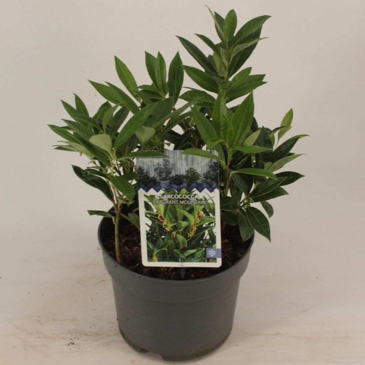 Sarcococca hookeriana FRAGRANT MOUNTAIN — Plant Wholesale FlorAccess
